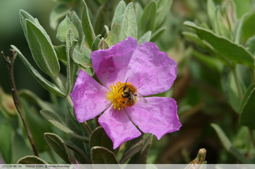 Biodiv.Flourens - Fiche: Bourdon (Bombus terrestris)